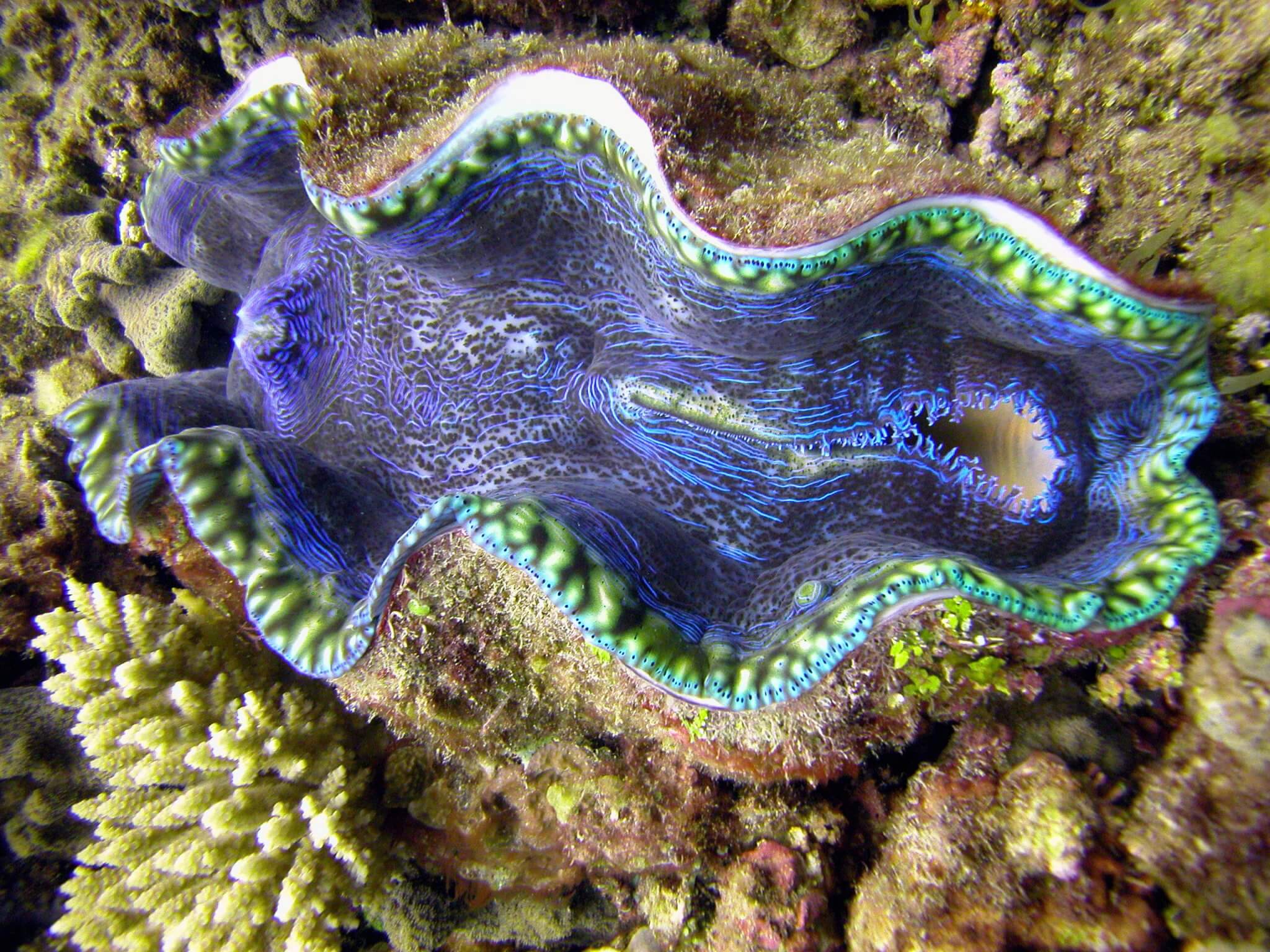 Giant-Clam-Sanctuary-Camiguin – emanpdxsite